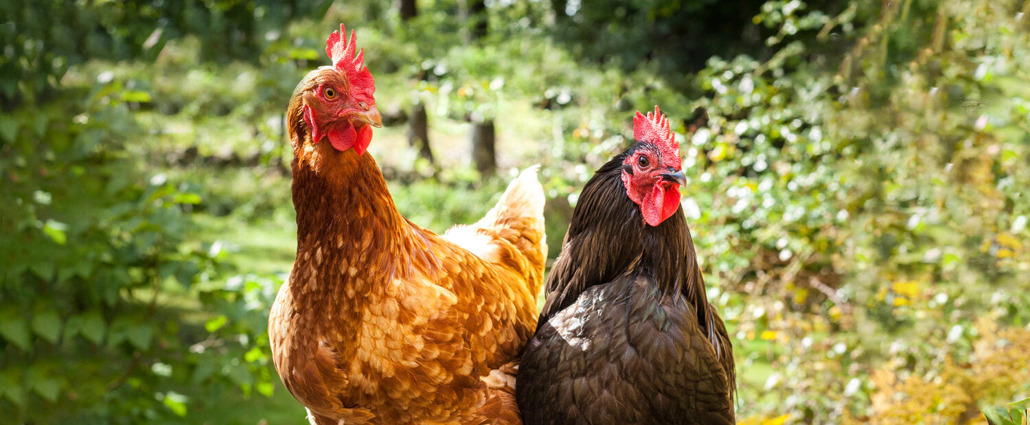 Home – Heritage Hen Farm