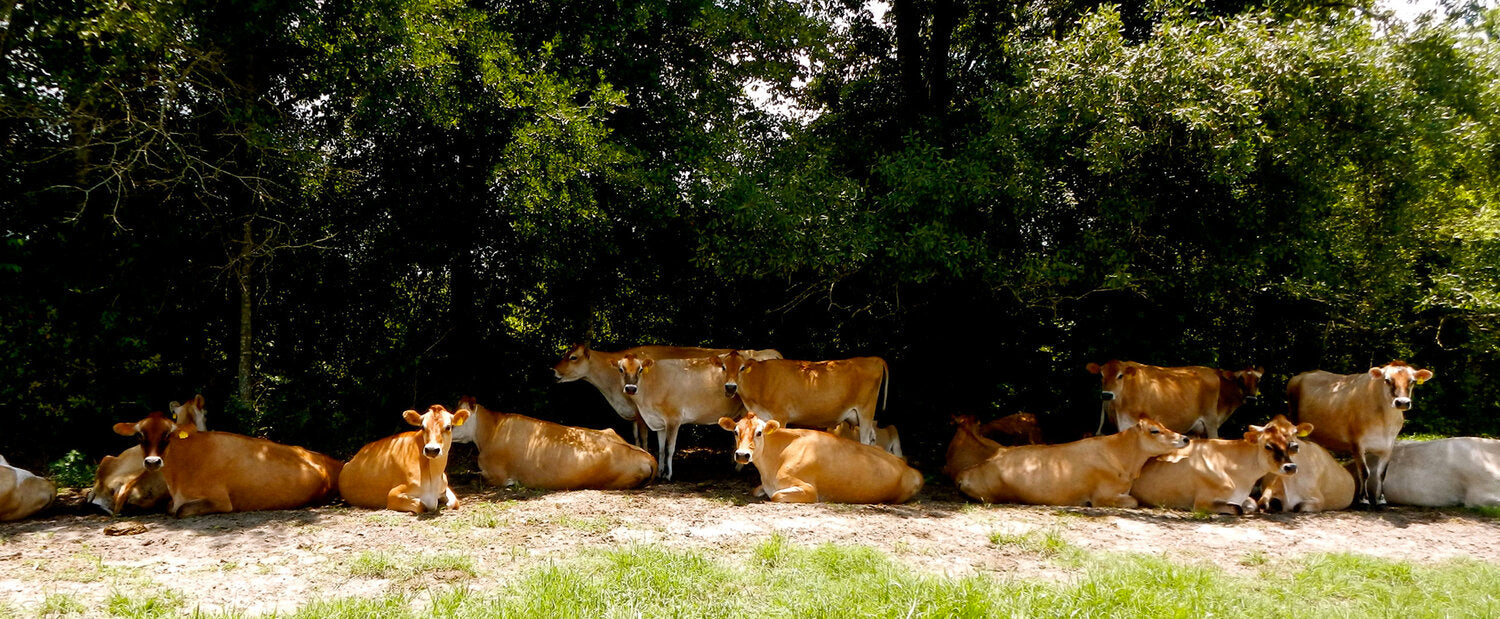 Home – Heritage Hen Farm