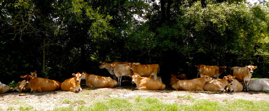 Home – Heritage Hen Farm