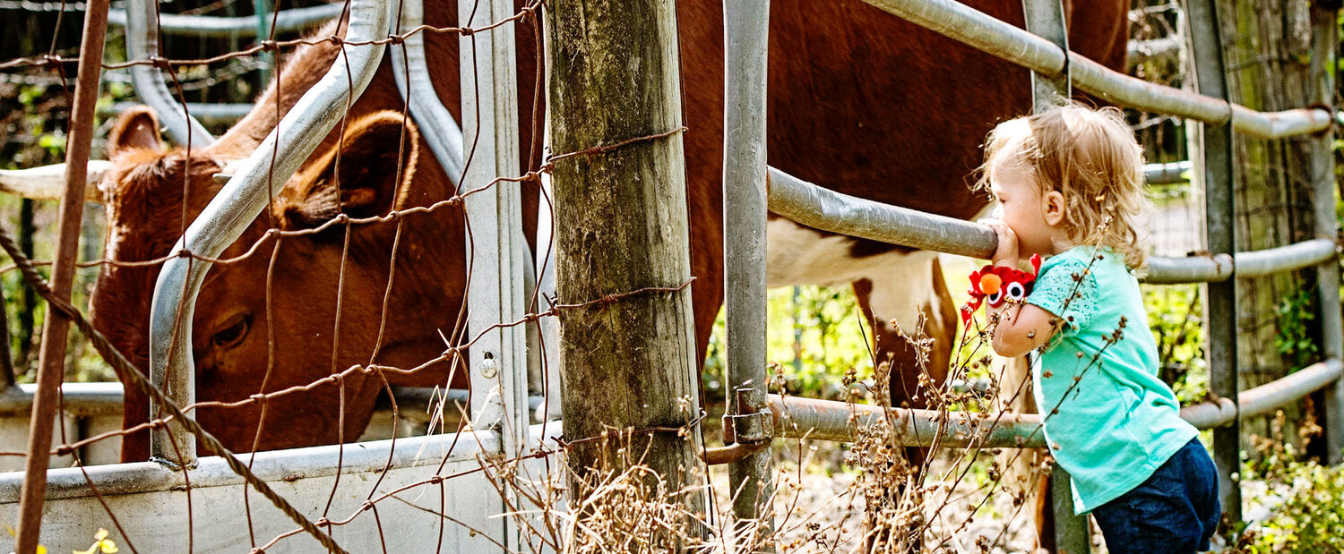 Home – Heritage Hen Farm