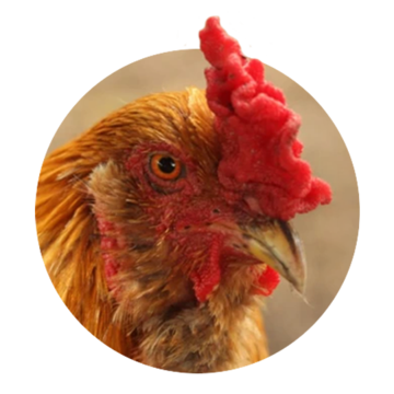 Home – Heritage Hen Farm